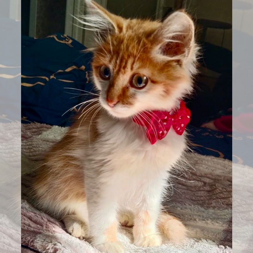 Котенок в добрые руки