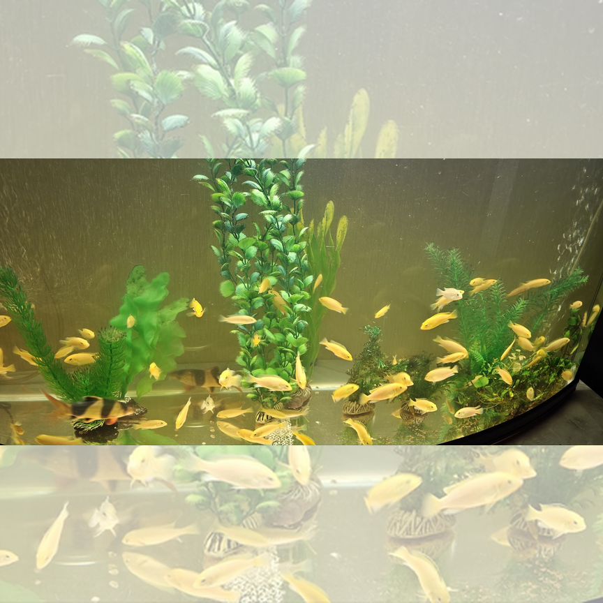 Аквариумные рыбки цихлиды