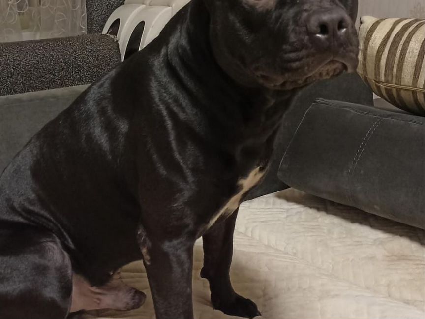 Питбуль 2 года