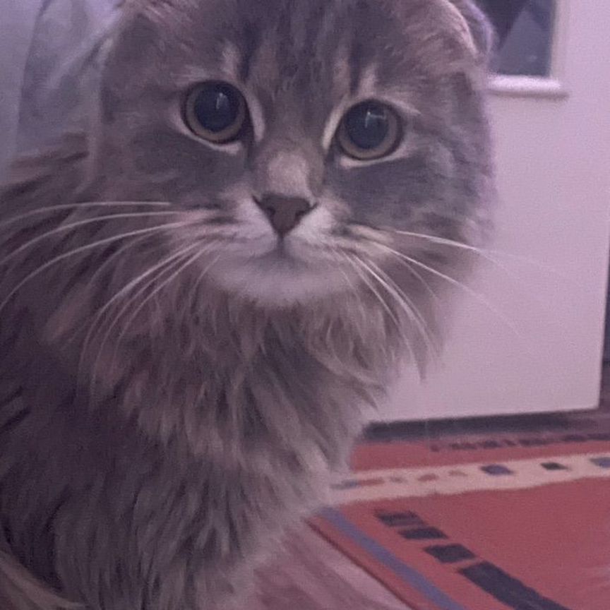 Отдам кошку