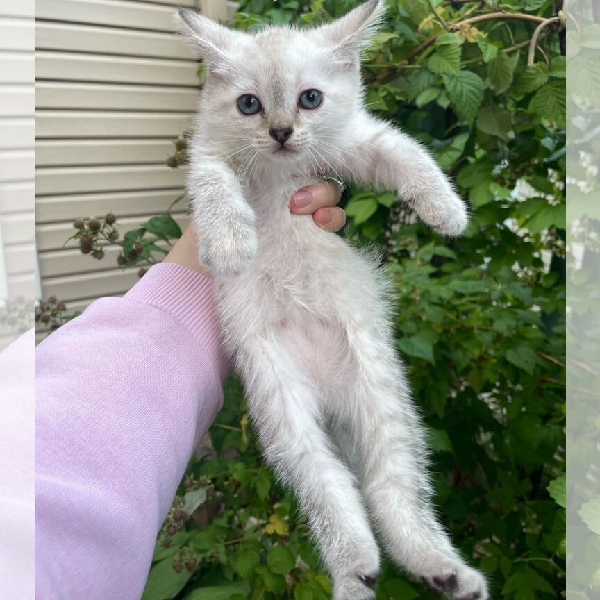 Британский короткошёрстный котёнок