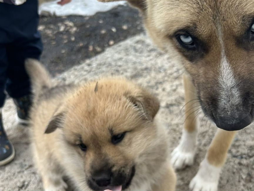 Щенята в добрые руки