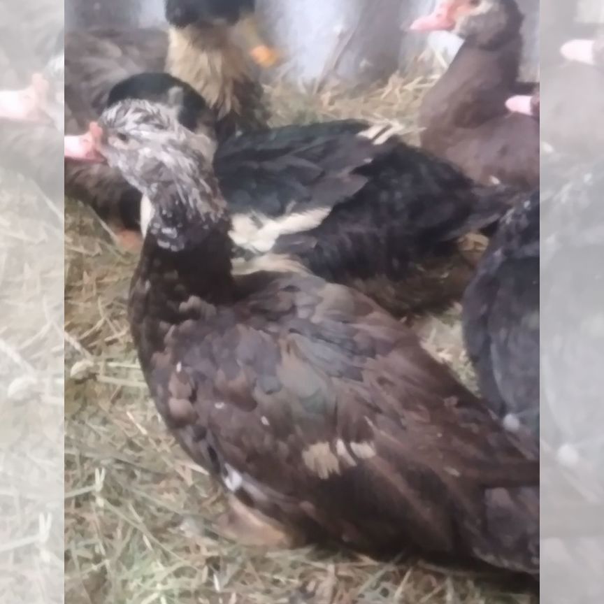 Индоутка мускусная утка