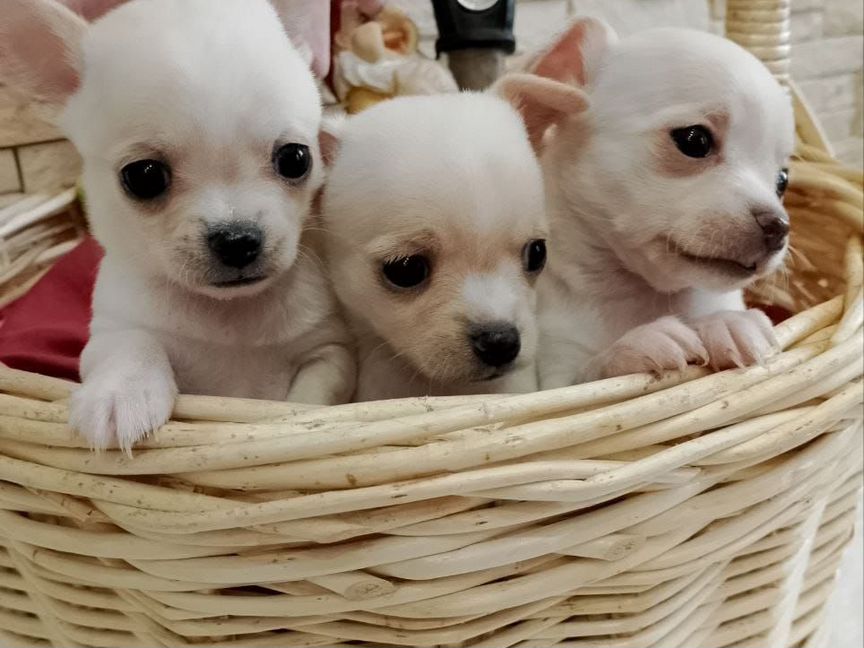 Щенки чихуахуа мини гладкошерстные