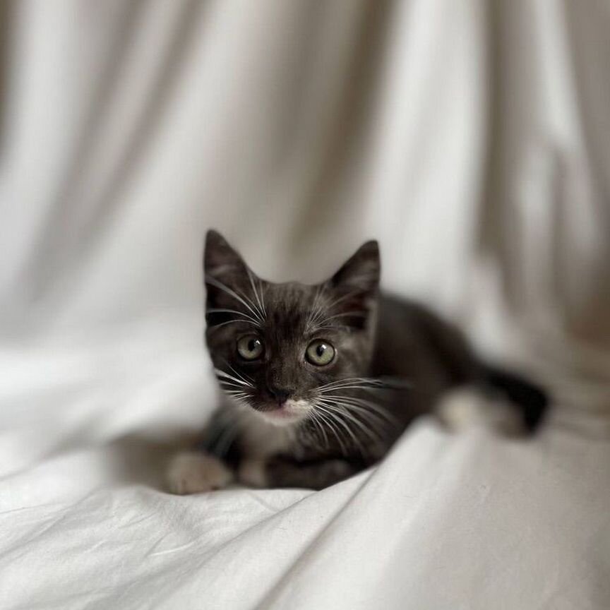 Котята в добрыу руки