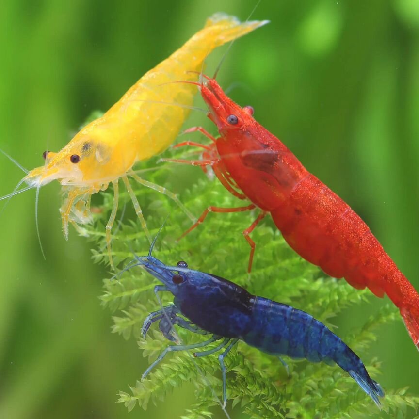 Креветки для аквариума