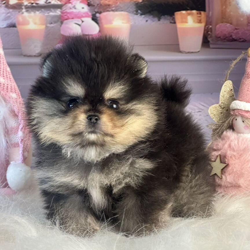 Померанский шпиц, щенок