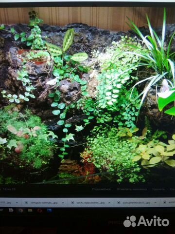 Палюдариум бу