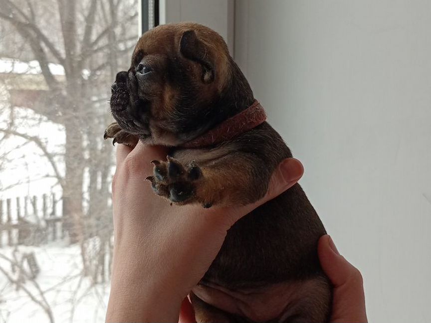 Французский бульдог щенки