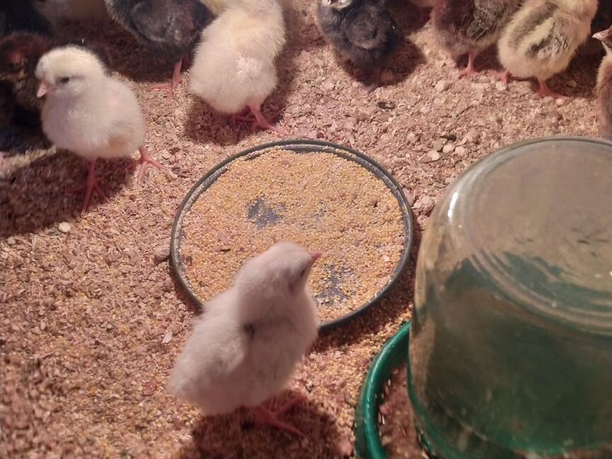 Цыплята несушки 5 суток. Также яйцо домашнее