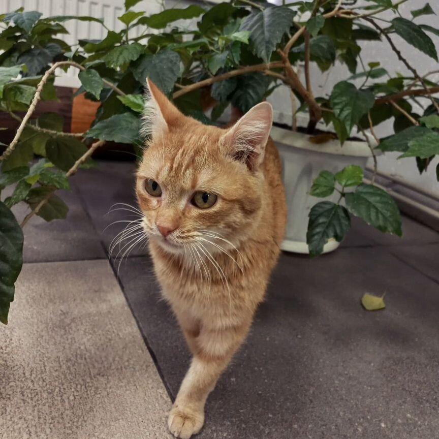 Рыжий котик