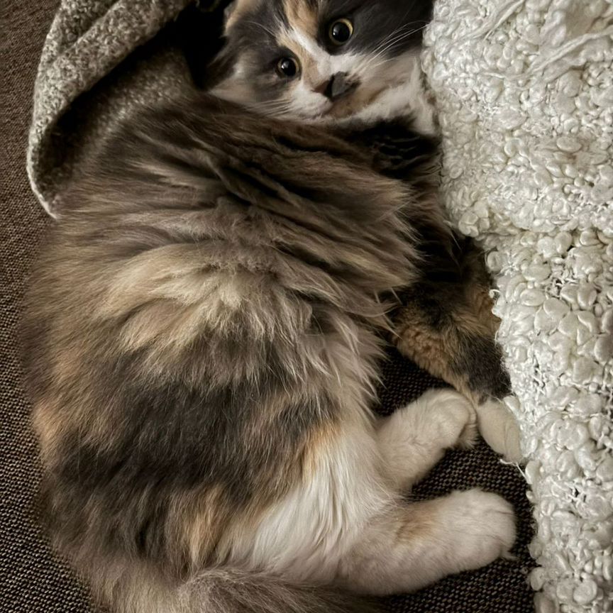 Кошка в дар