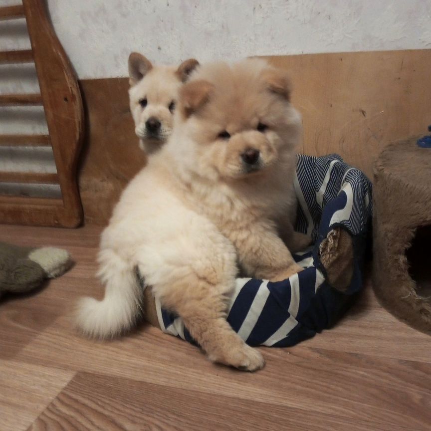 Чау дети для продажи