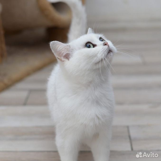 Британская кошка серебристая шиншилла