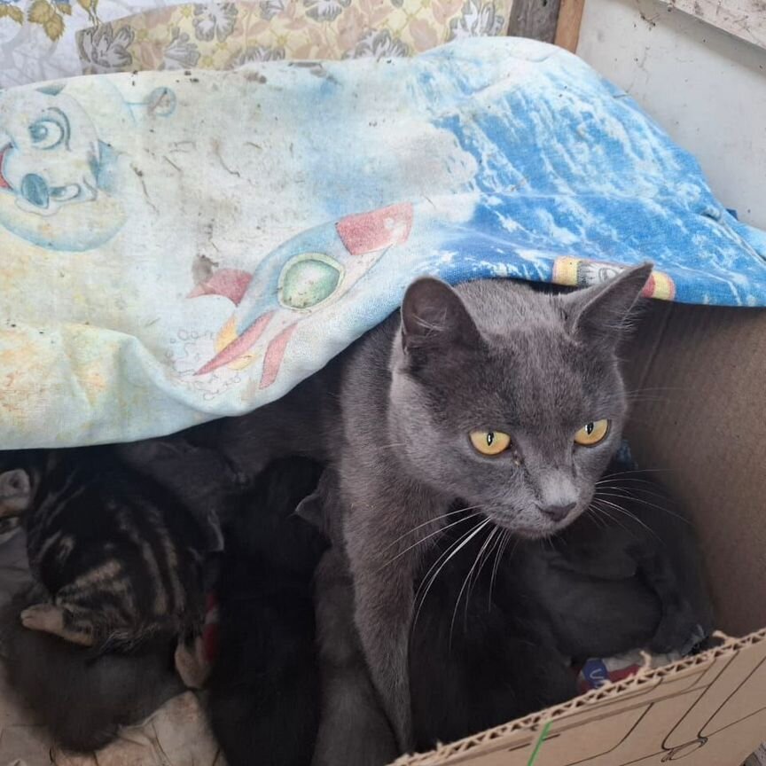 Котята в добрые руки