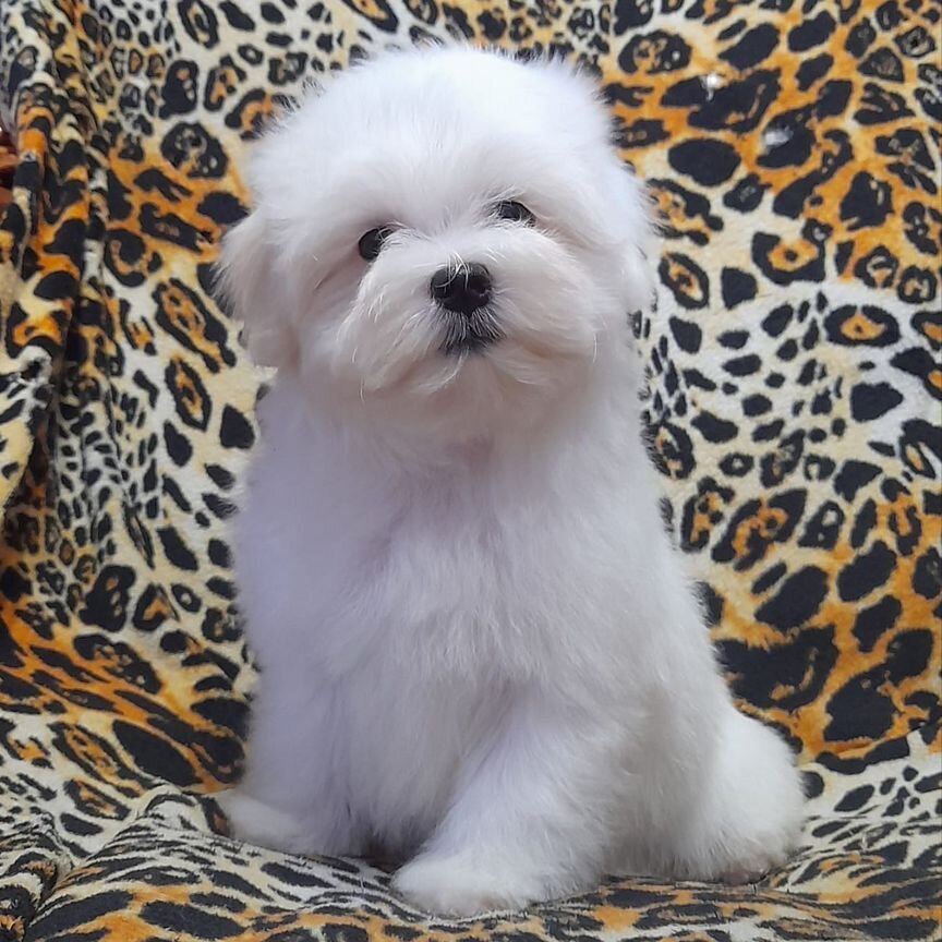 Белоснежные мальтипу