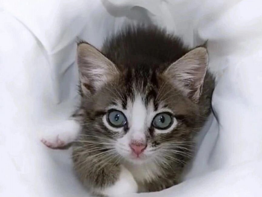 Котенок 1 мес ищет добрый дом