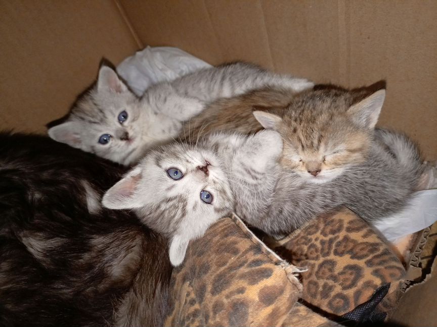 Котята в добрые руки