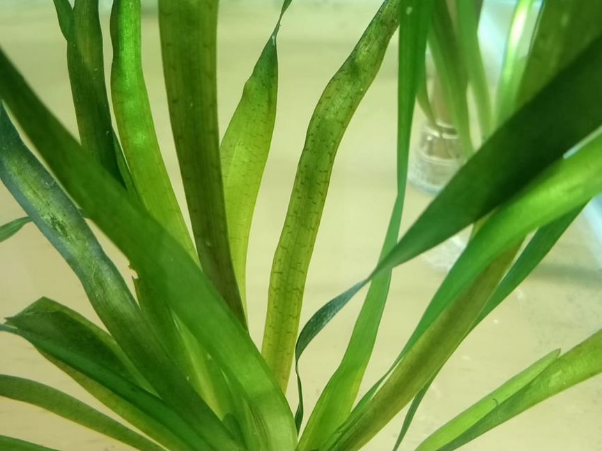 Валлиснерия гигантская, рыбки и растения в ассорти