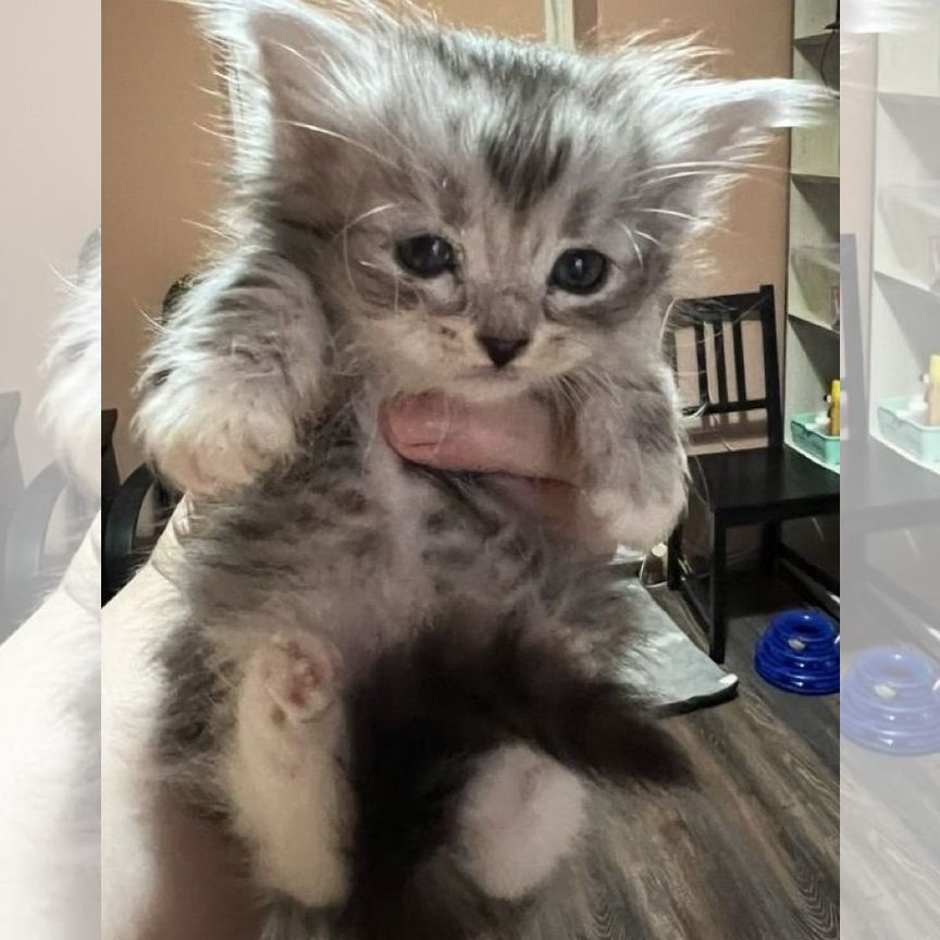 Серебряная кошечка