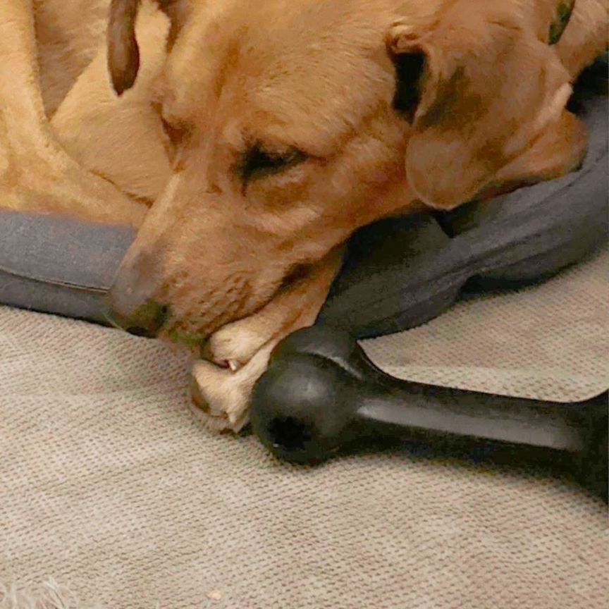 Тоби ищет дом