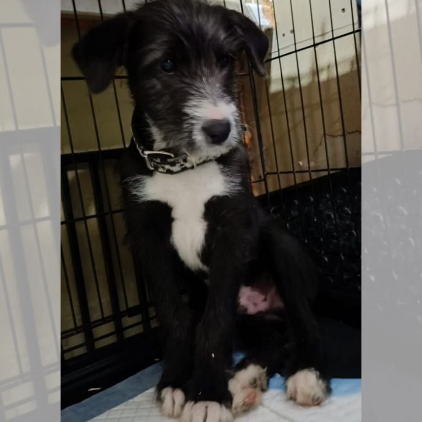 Щенок в добрые руки