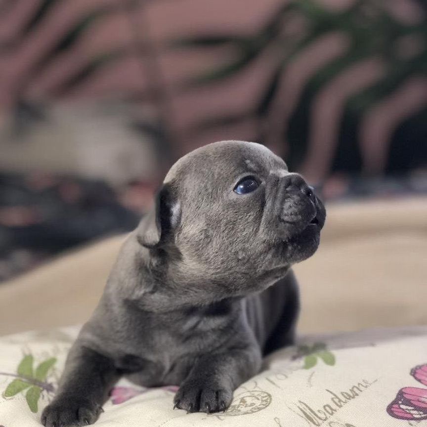 Фpанцузкиe бульдожата