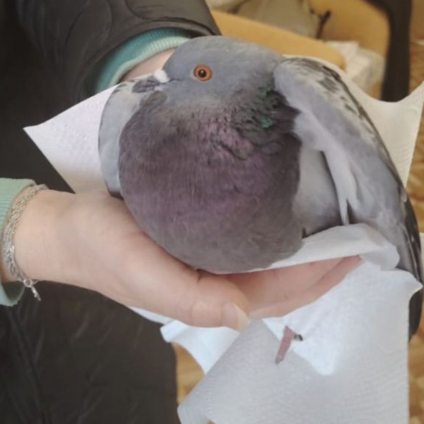 Голубю нужна помощь, сломал крыло