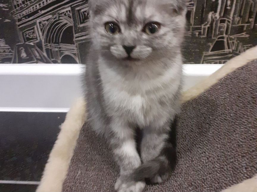 Шотландская вислоухая кошка