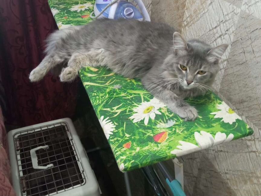 Стерилизованная кошечка, 6 месяцев