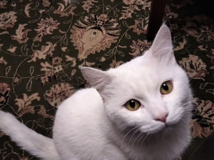 Кошка британец белый в дар