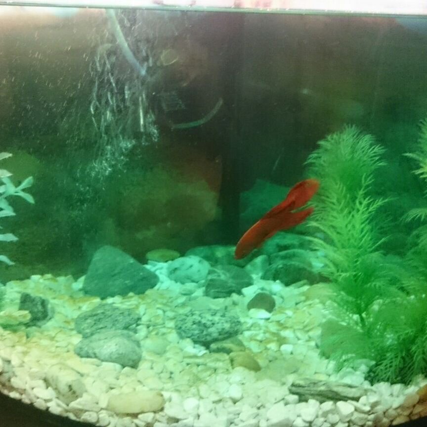 Угловой аквариум 40л  крышка  фильтр  морские камн