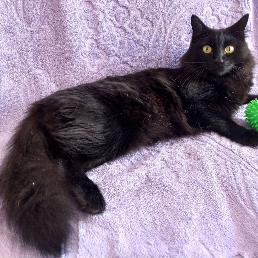 Взрослая, кошка в добрые руки