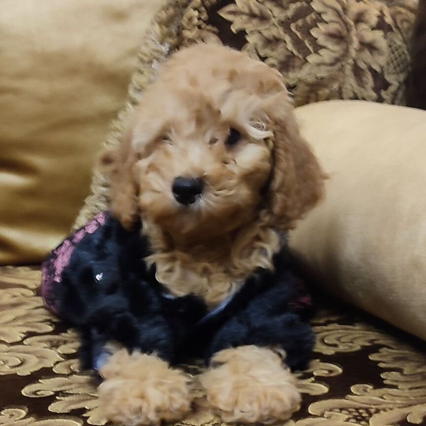 Мальтипу малышка карамелька