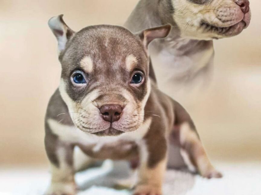 Американский булли щенок