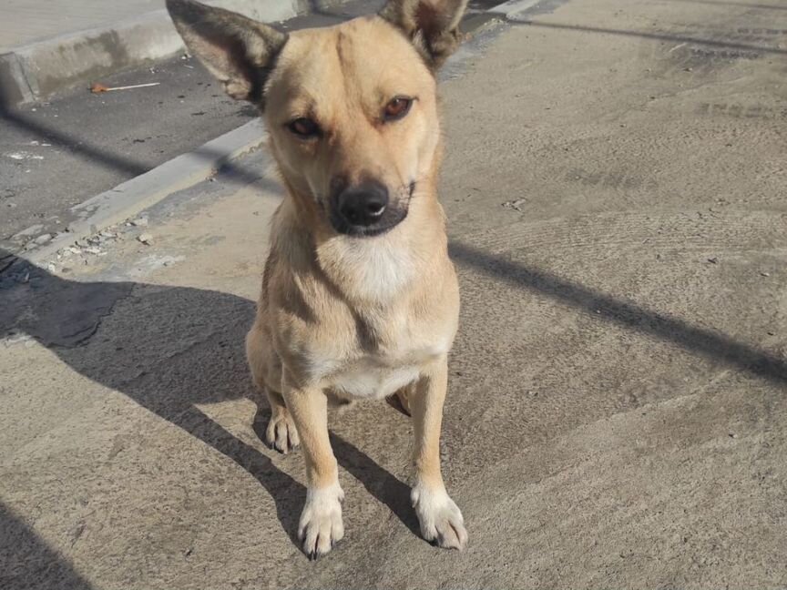 Отдам в добрые ручки