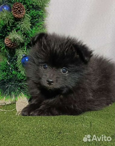 Щенки Дизайнерской породы