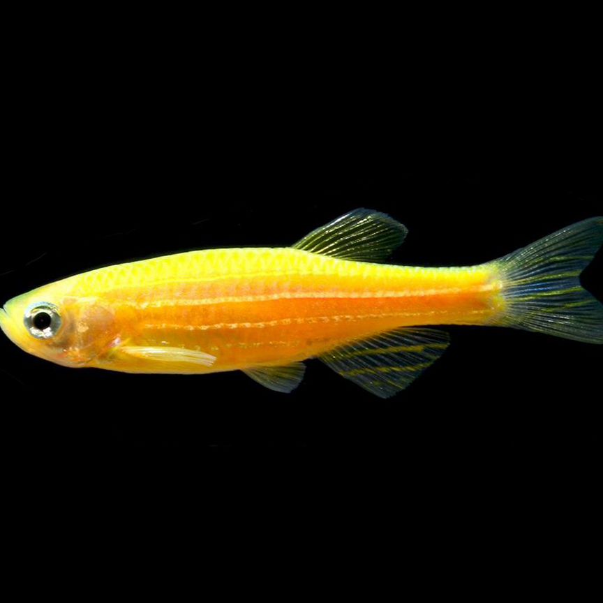 Данио glofish самец