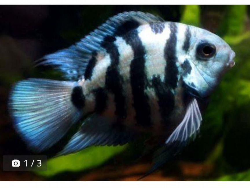 Сапфировый попугай