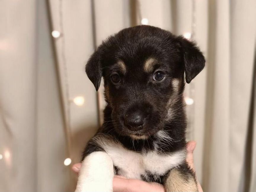 Чудесные домашние щенки мальчики 2 месяца в дар