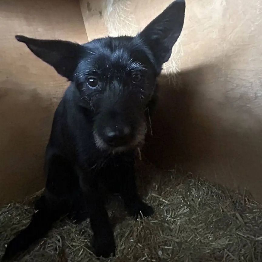 Взрослая собака в добрые руки