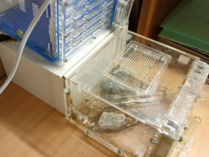 Муравьиная ферма