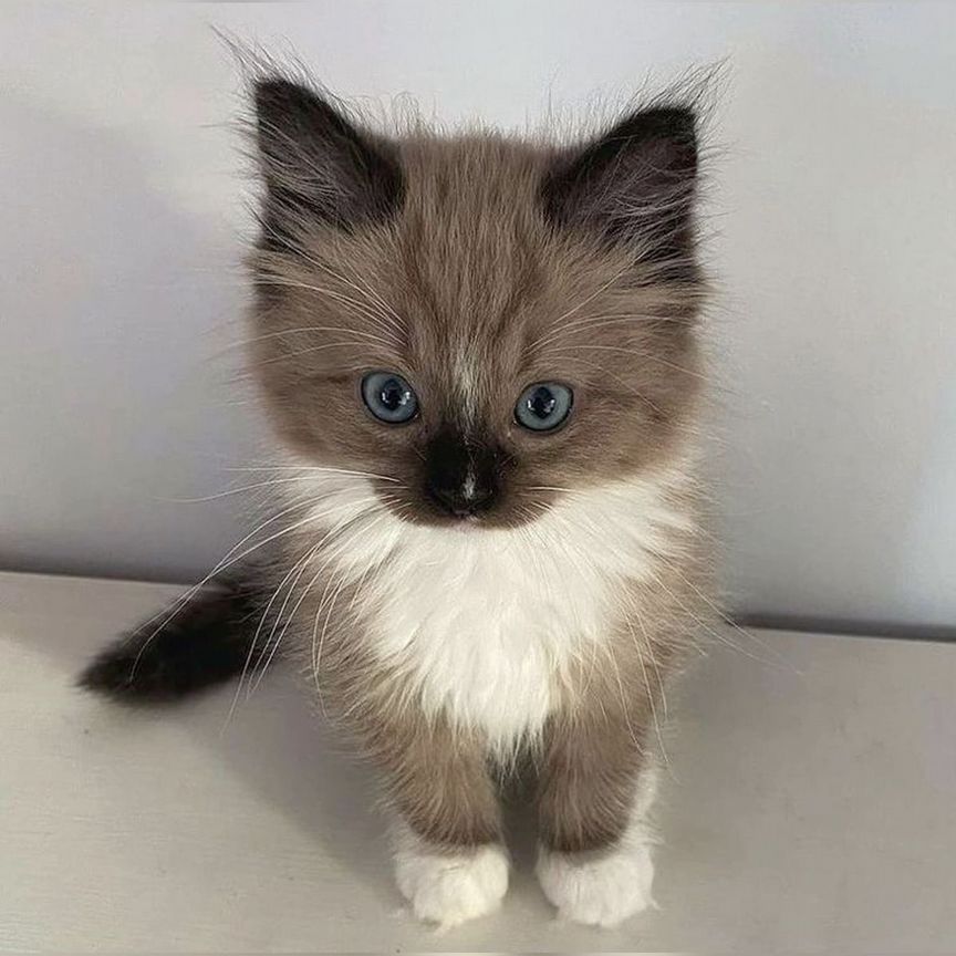 Рисую ваших питомцев