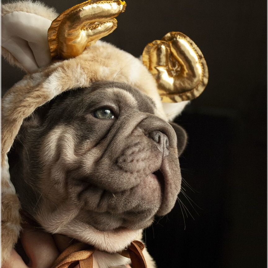 Французский бульдог, щенок