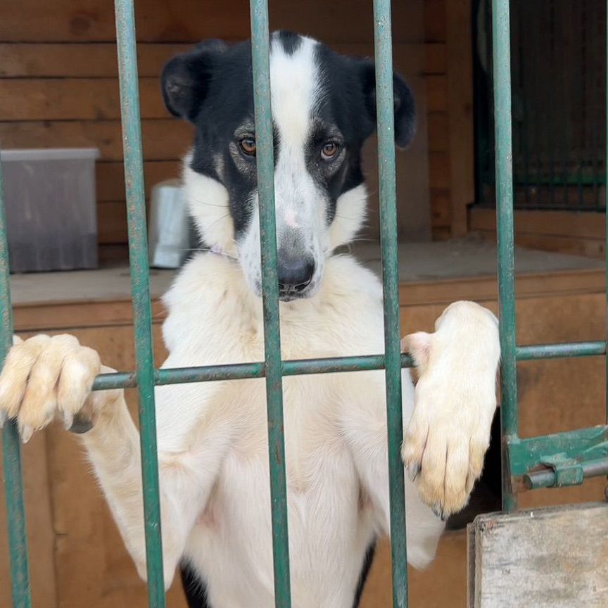 Спасите собаку из приюта