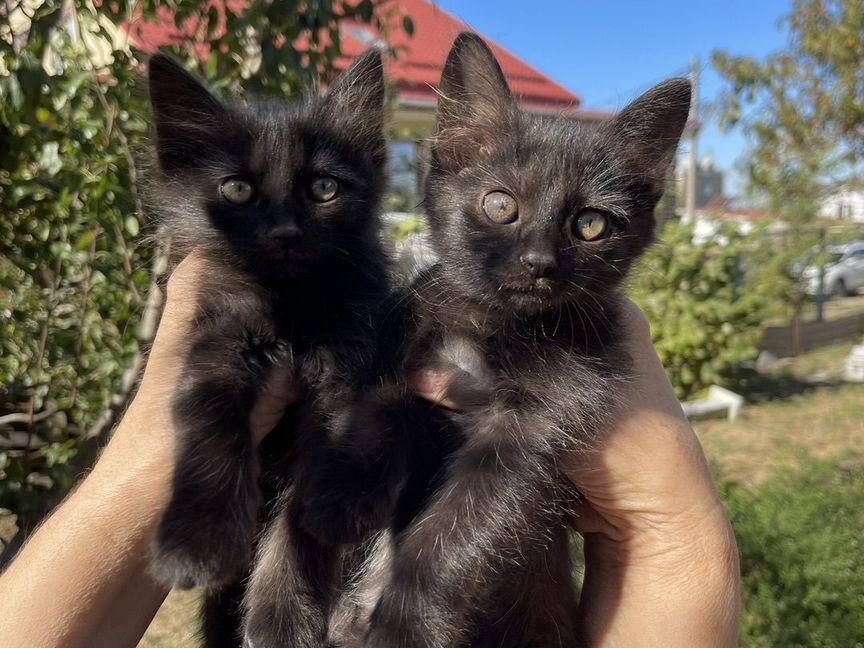 Кошка в дар бесплатно котята симферополь крым