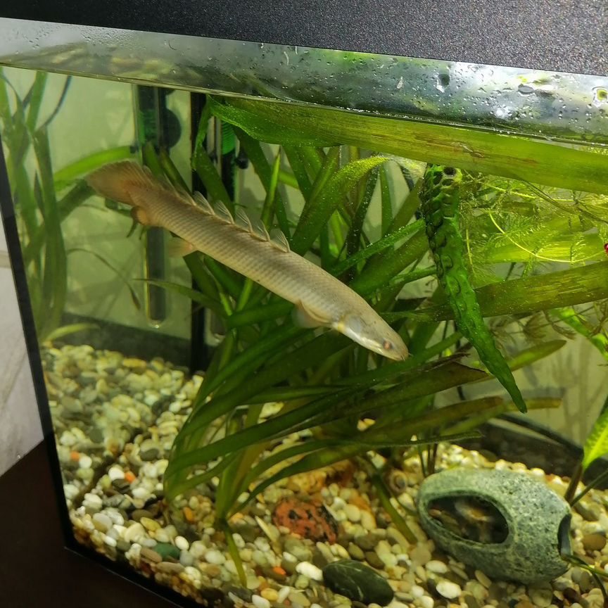 Полиптерус синегальский