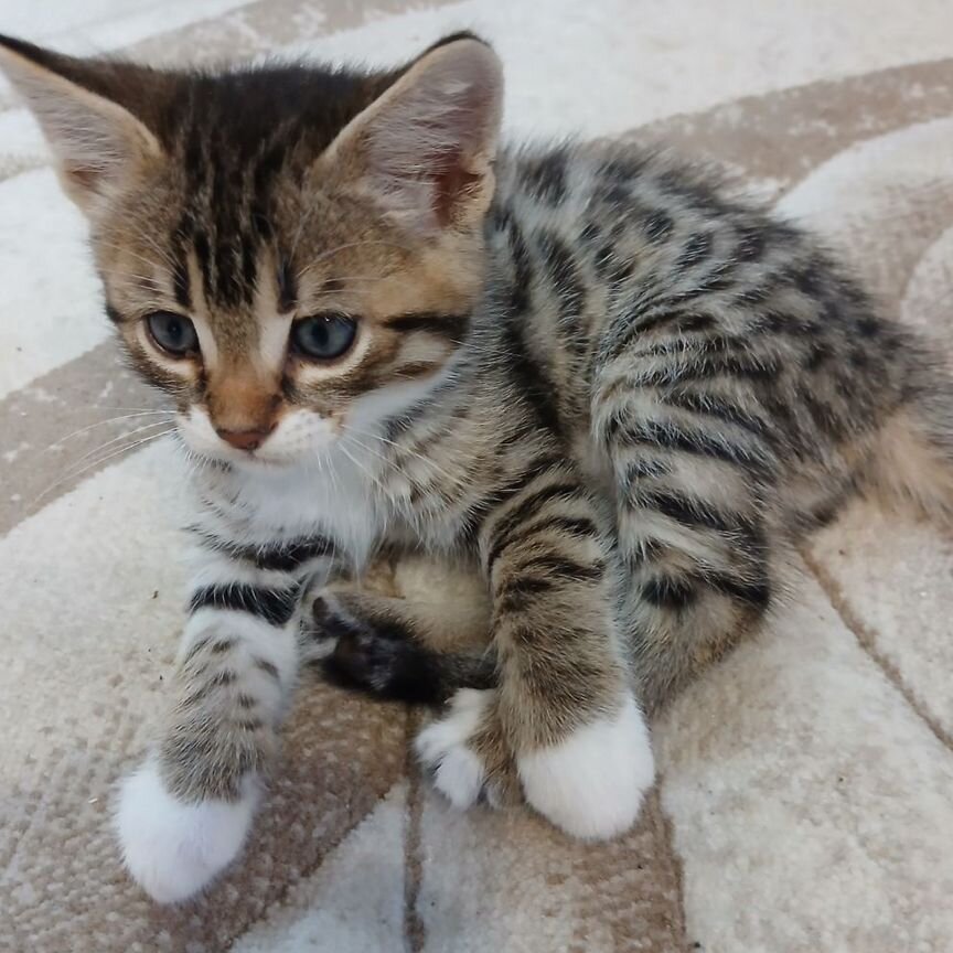 Котёнок в добрые руки