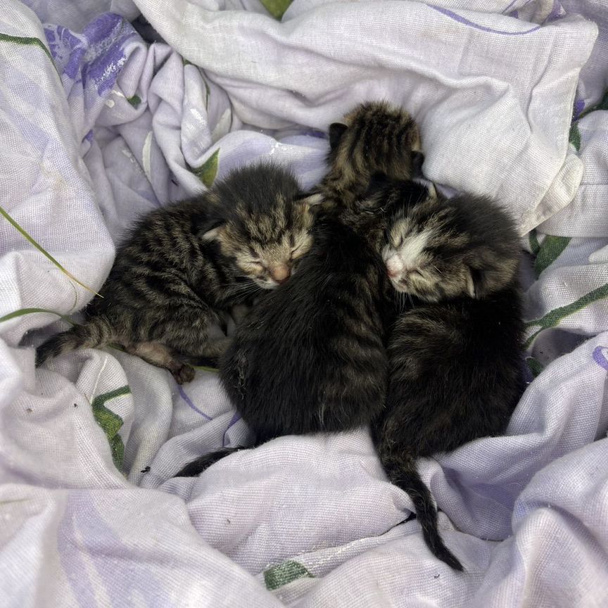 Котята в добрые руки
