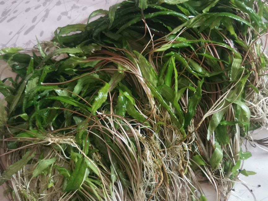 Трава для аквариума